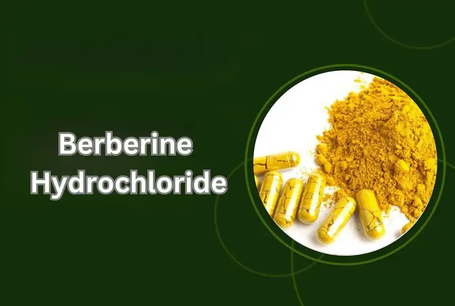 What is Berberine Hydrochloride and Its Benefits? - YanggeBiotech